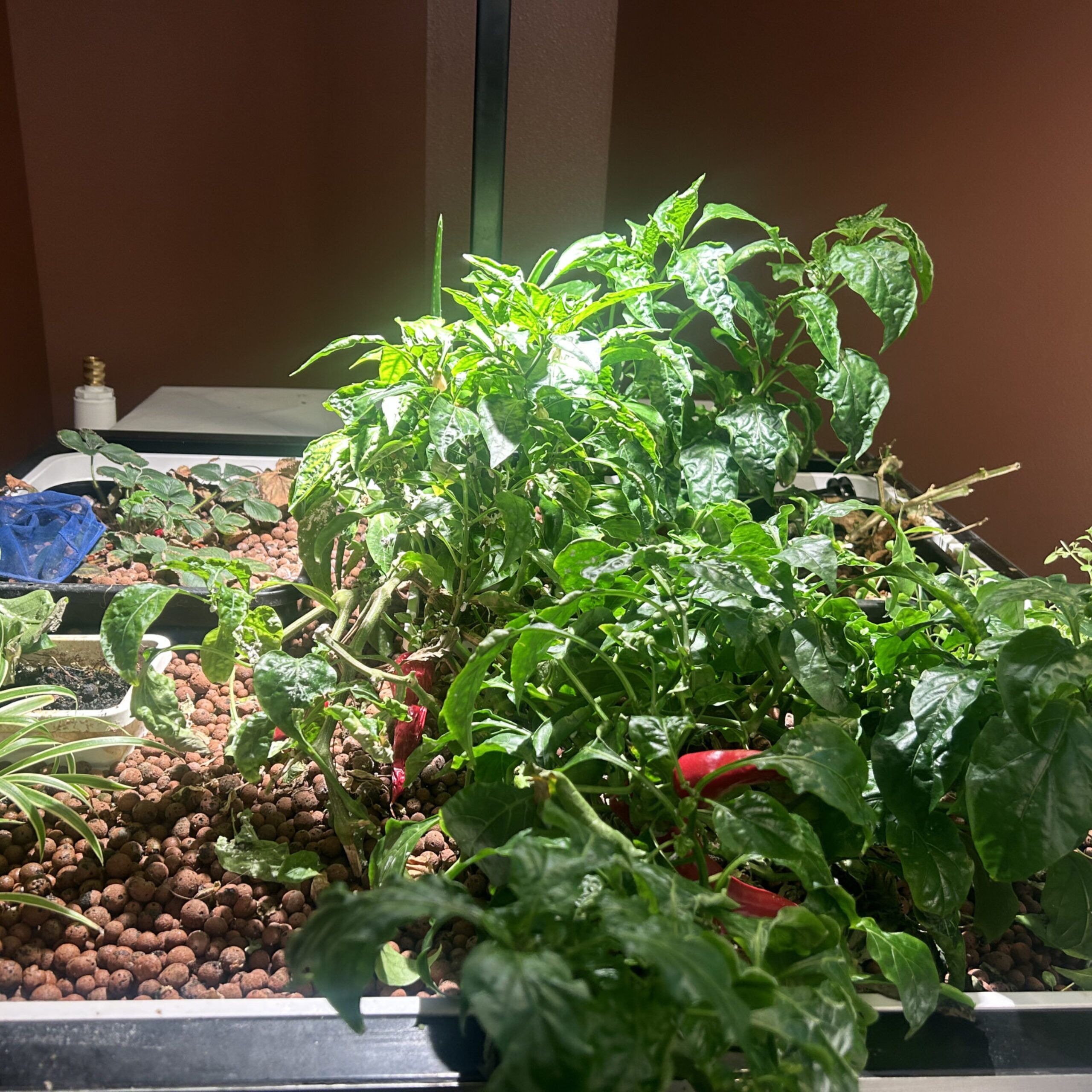 The Pros and Cons of Traditional Farming - The I Will Projects